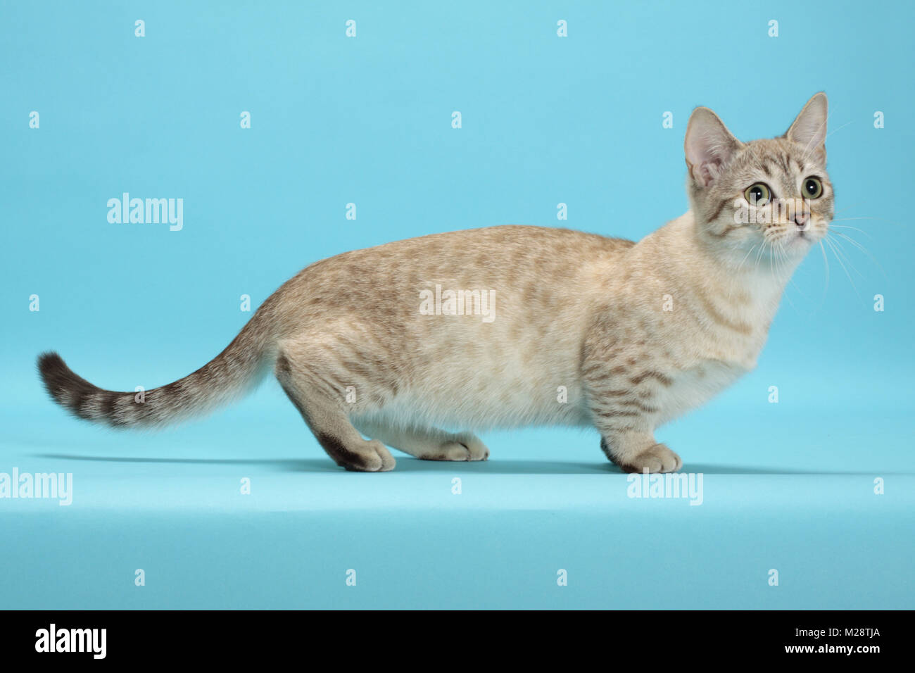 Seal (Natural) Mink Spotted Tabby Munchkin on pastel background Stock ...