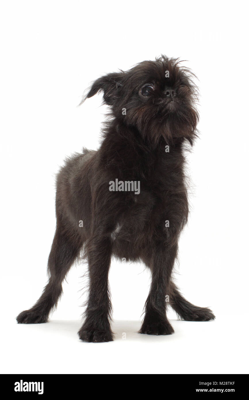 young black Griffon Bruxellois standing on white background Stock Photo ...