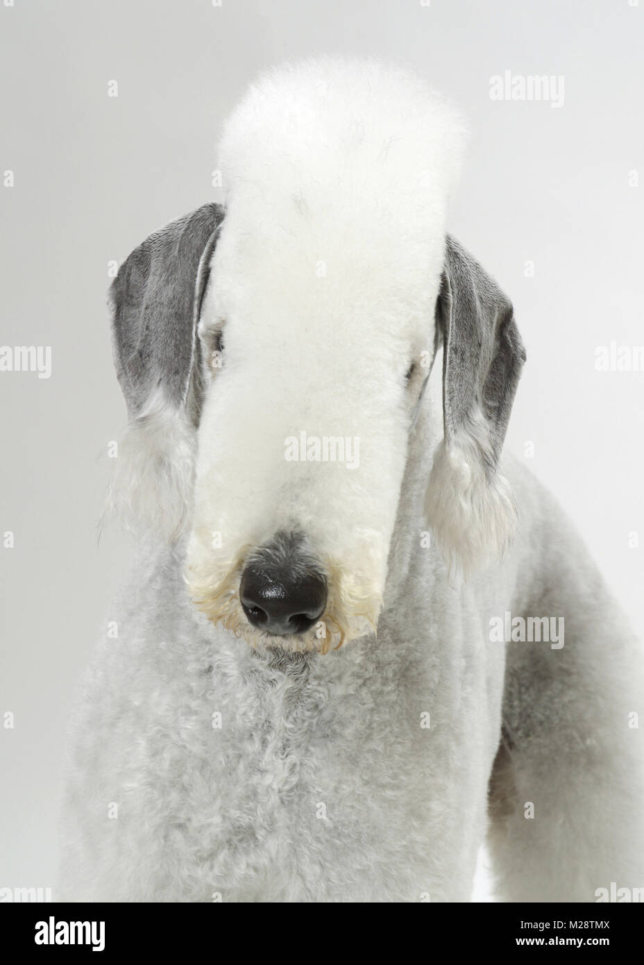 Bedlington Terrier, front view Stock Photo - Alamy