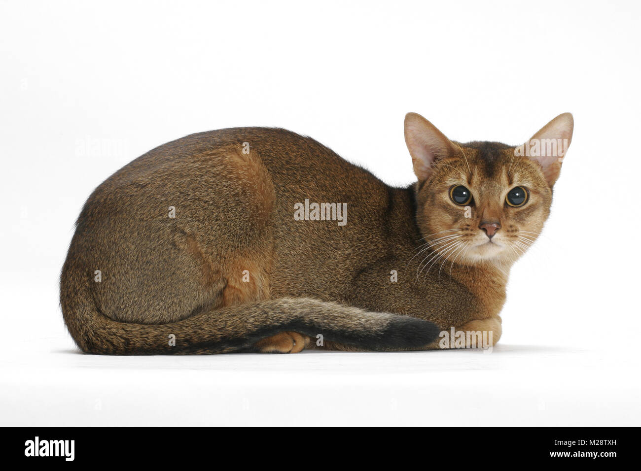 ruddy coloured abyssinian lying down on white background Stock Photo ...