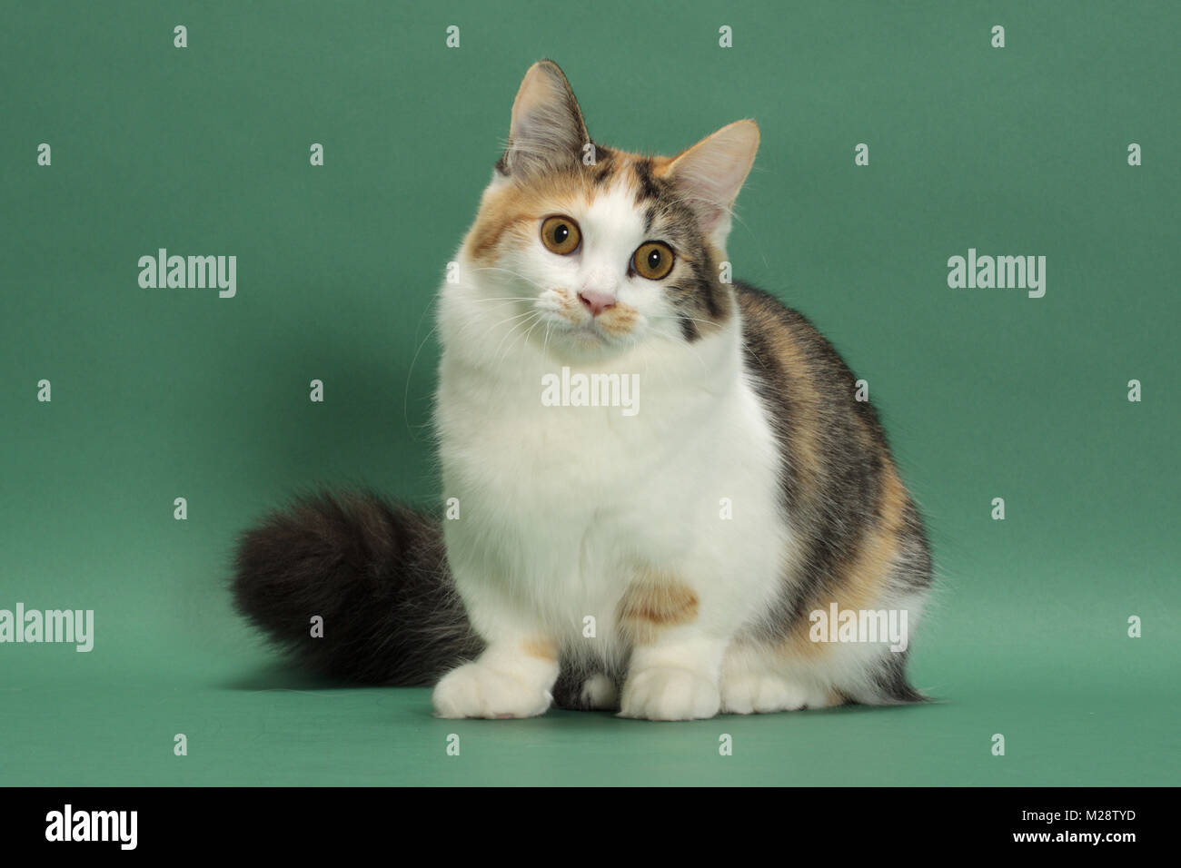 Tetsu yamazaki hi-res stock photography and images - Alamy