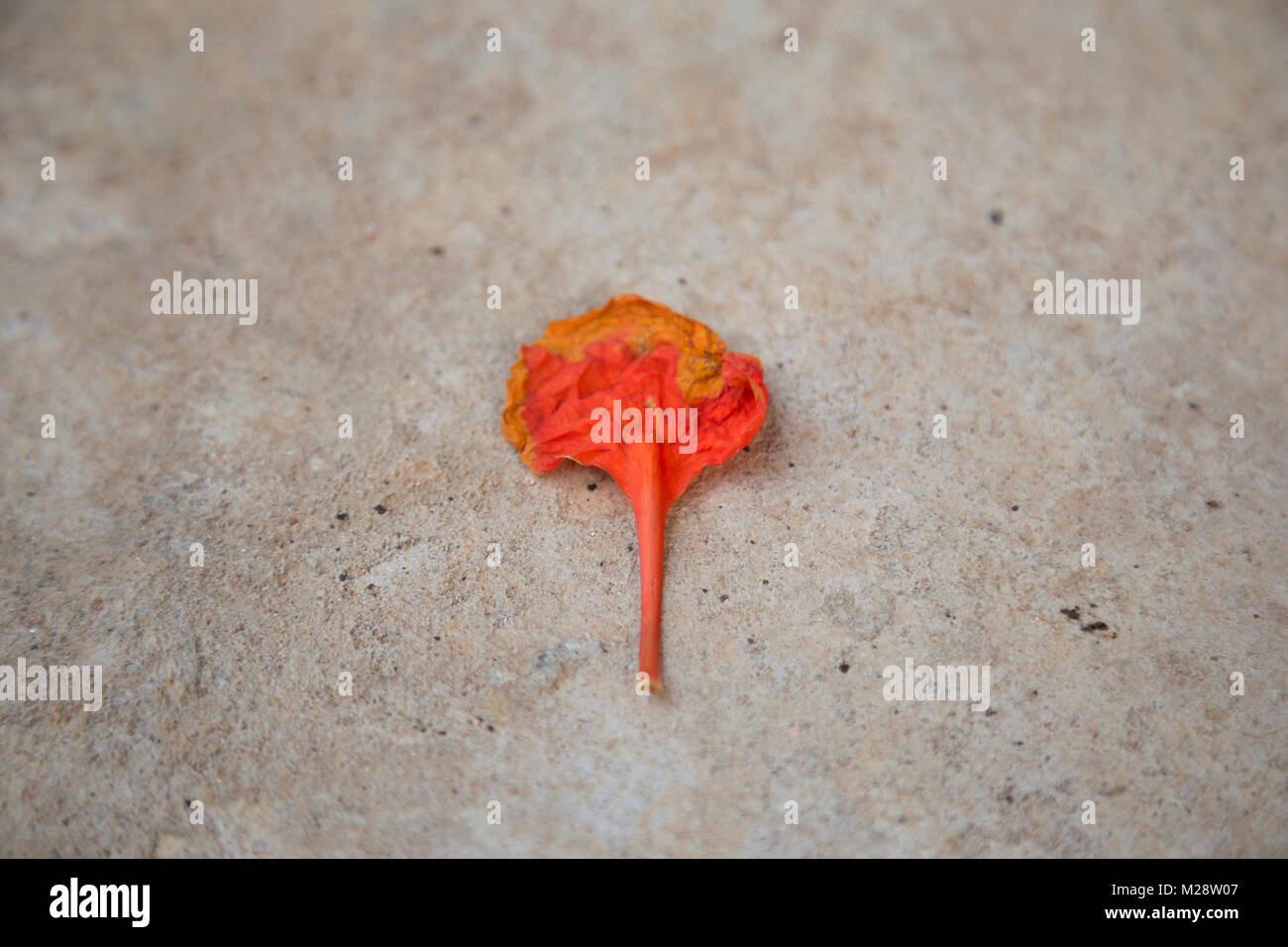 Torn flower hi-res stock photography and images - Alamy