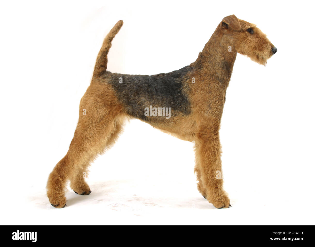 Australian Champion Airedale Terrier Stock Photo - Alamy
