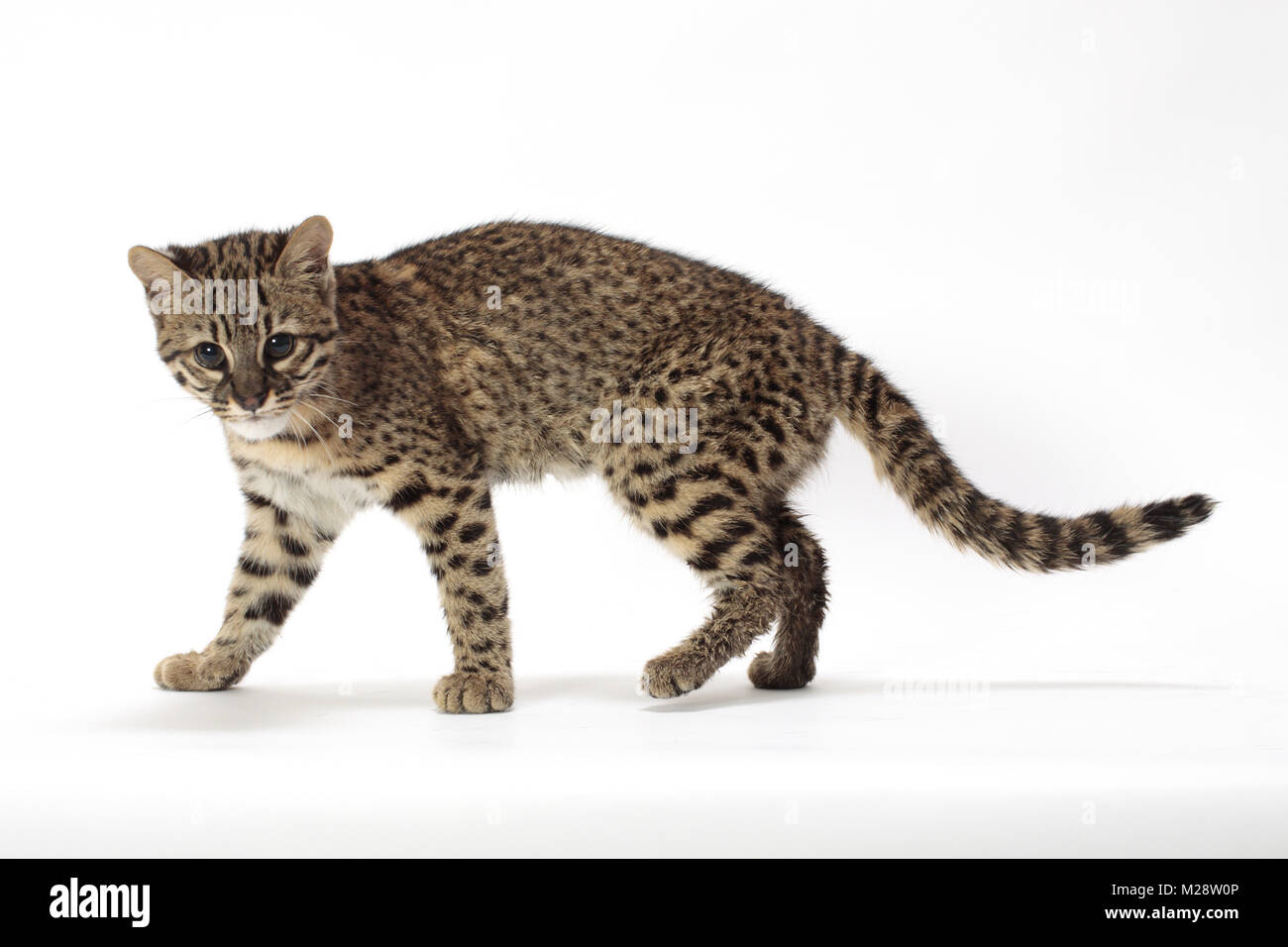 Golden Spotted Tabby Geoffroy cat on white background Stock Photo - Alamy