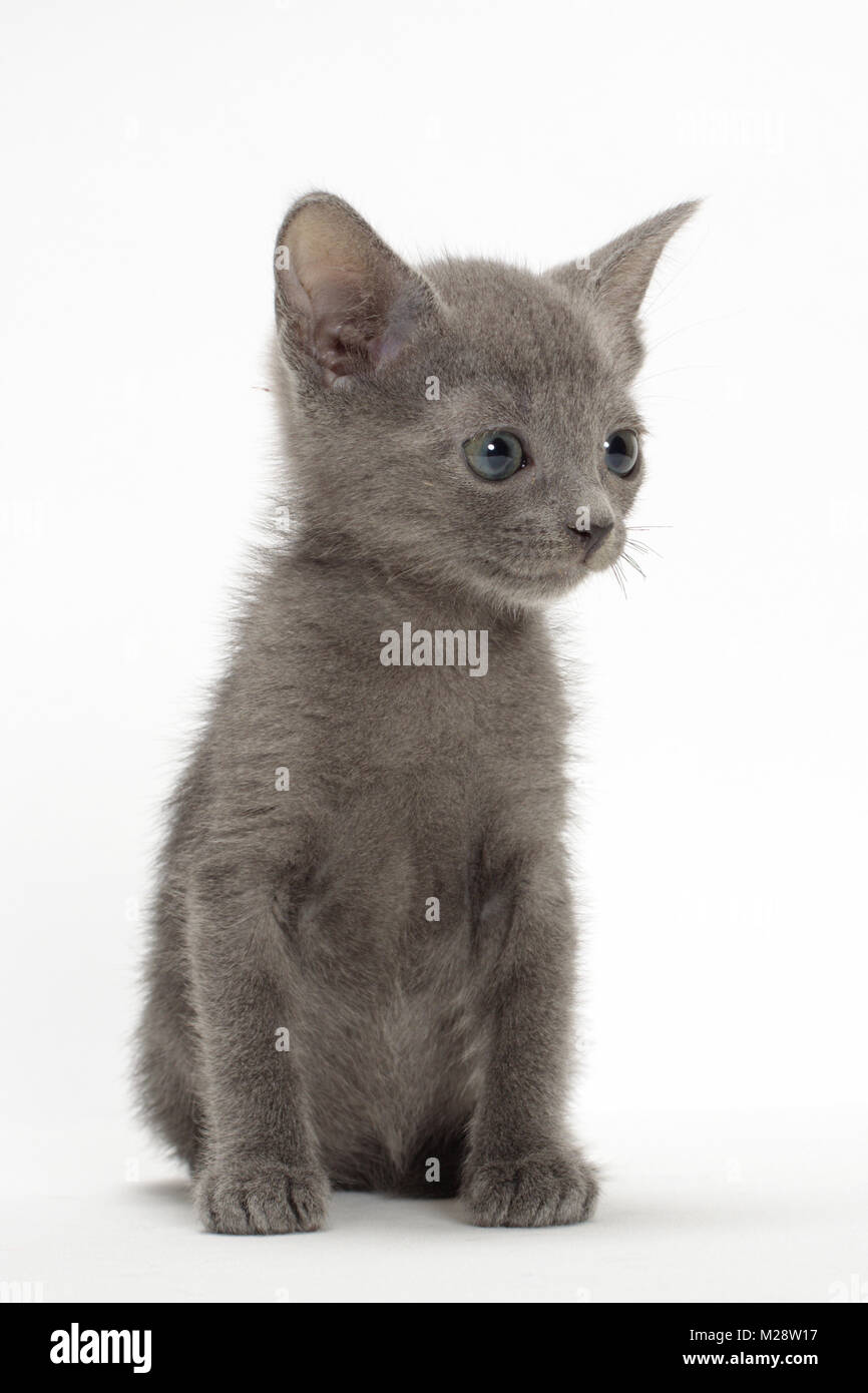 Russian Blue kitten sitting on white background Stock Photo - Alamy