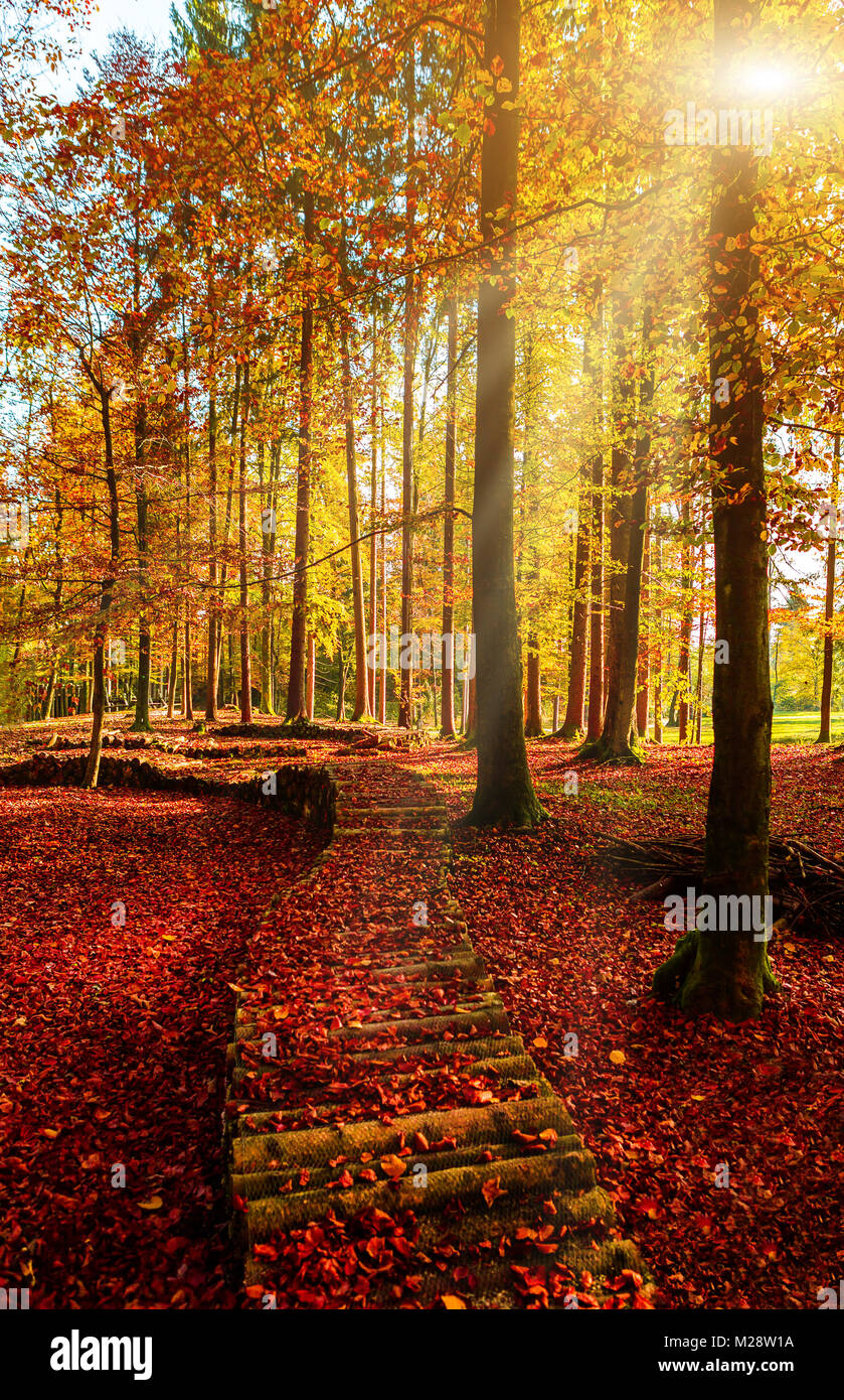Amazing golden autumn colors in the forest path track. Autumn ...