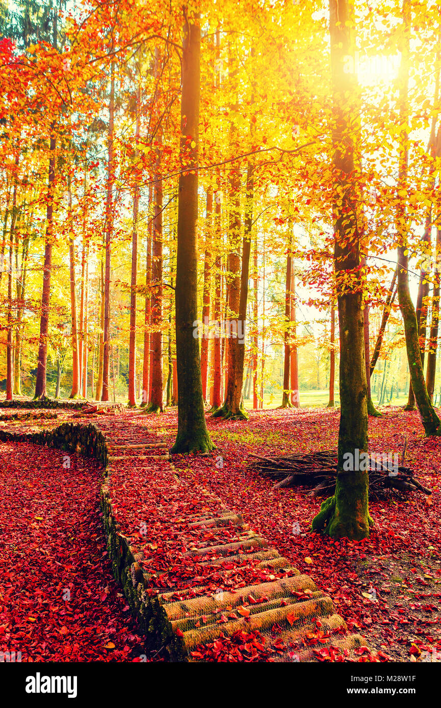 Amazing golden autumn colors in the forest path track. Autumn ...