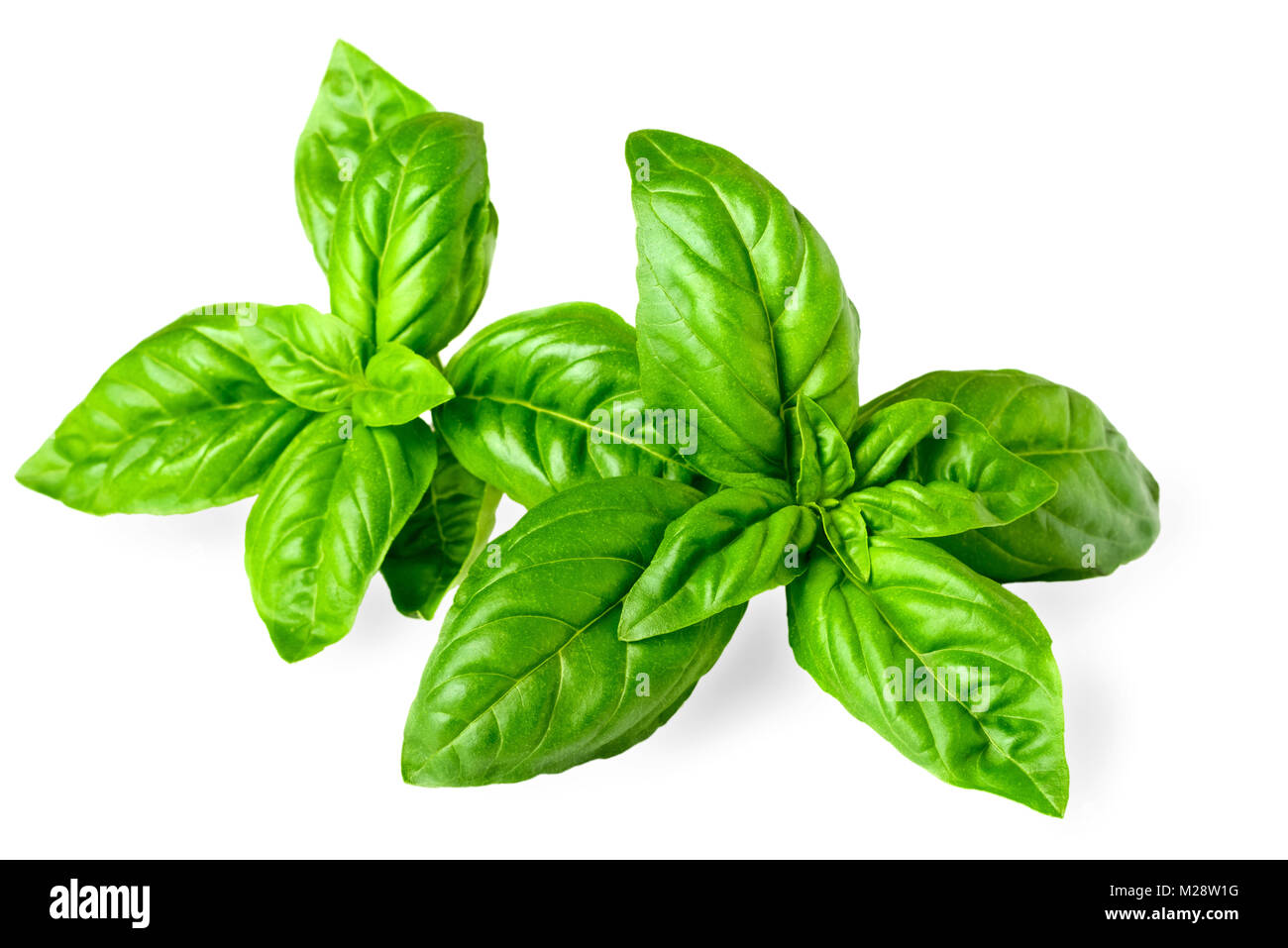 Closeup of herbs Cut Out Stock Images & Pictures - Alamy