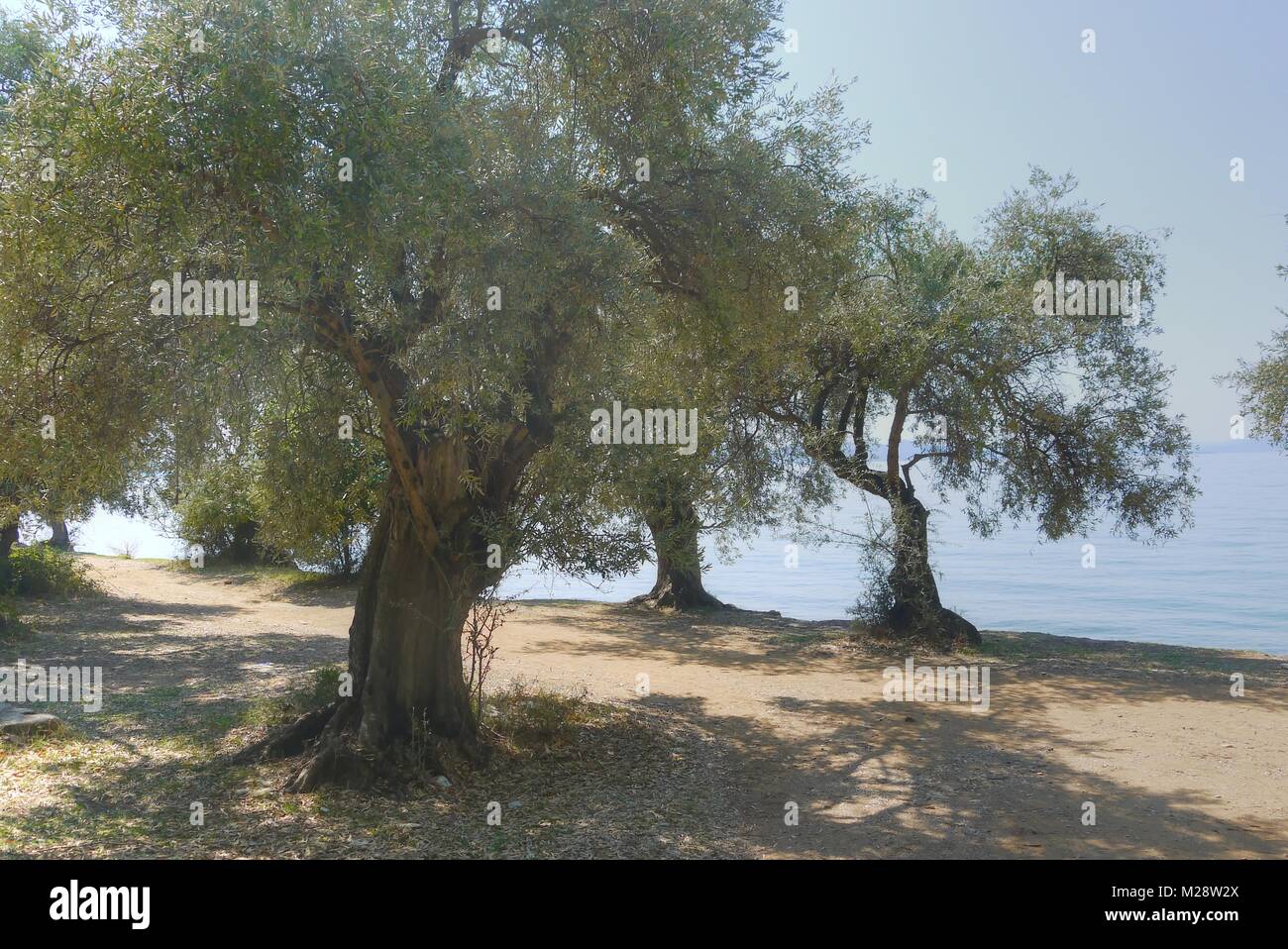 Olive trees close beach hi-res stock photography and images - Alamy