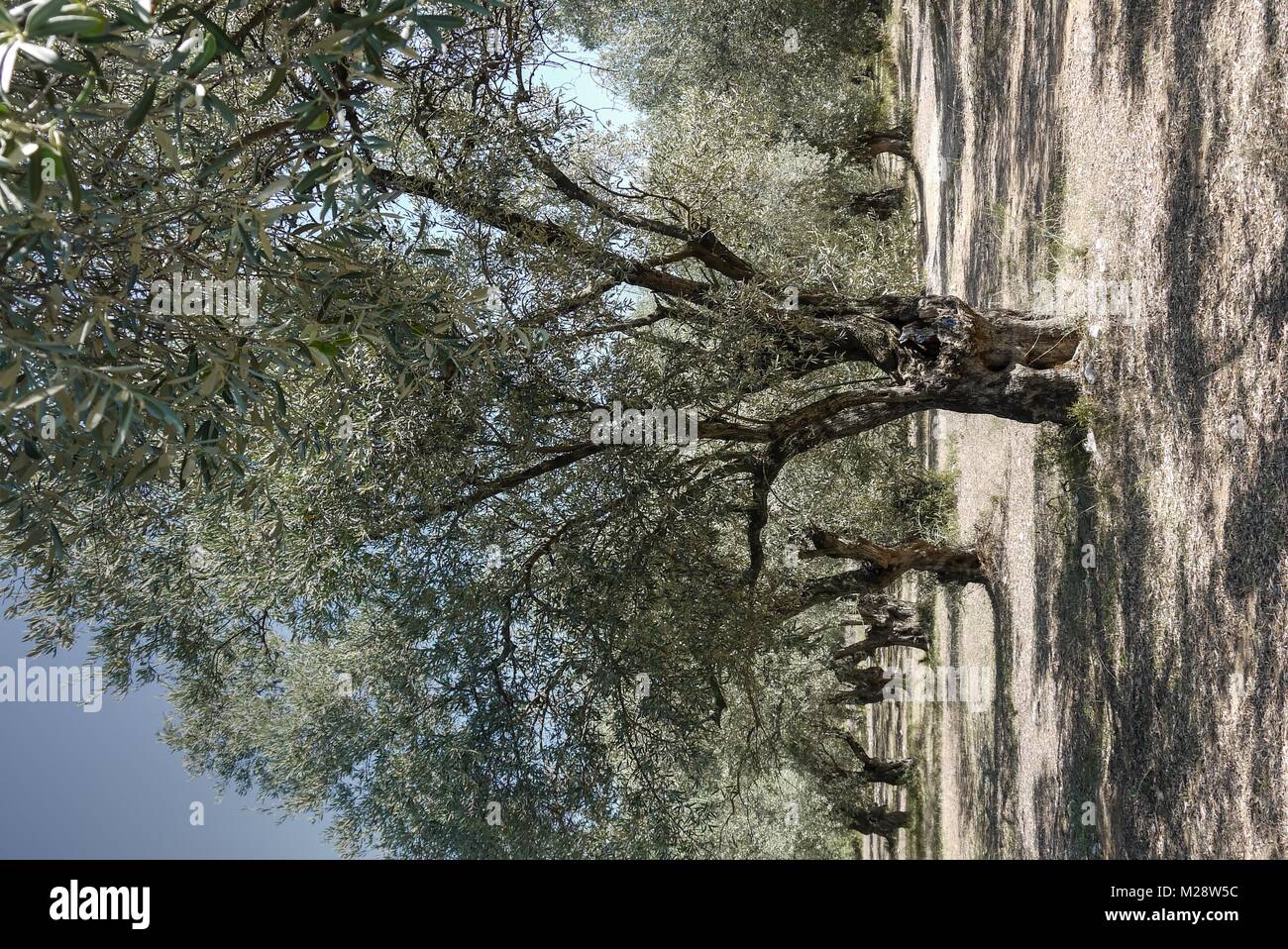 Olive trees close beach hi-res stock photography and images - Alamy