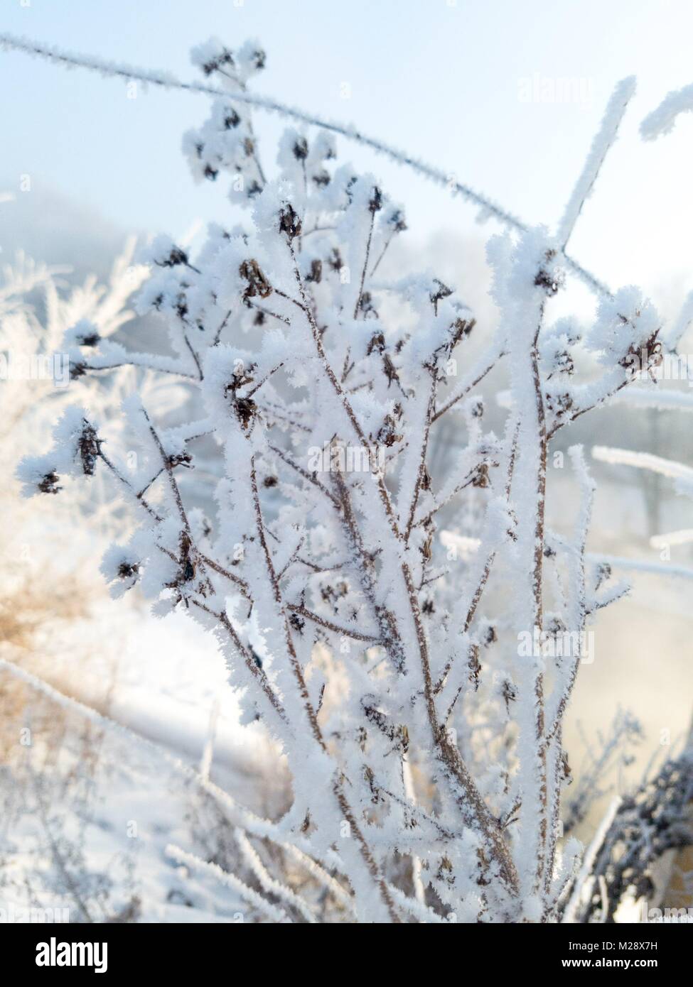 Harbin, Harbin, China. 6th Feb, 2018. Harbin, CHINA-6th February 2018 ...