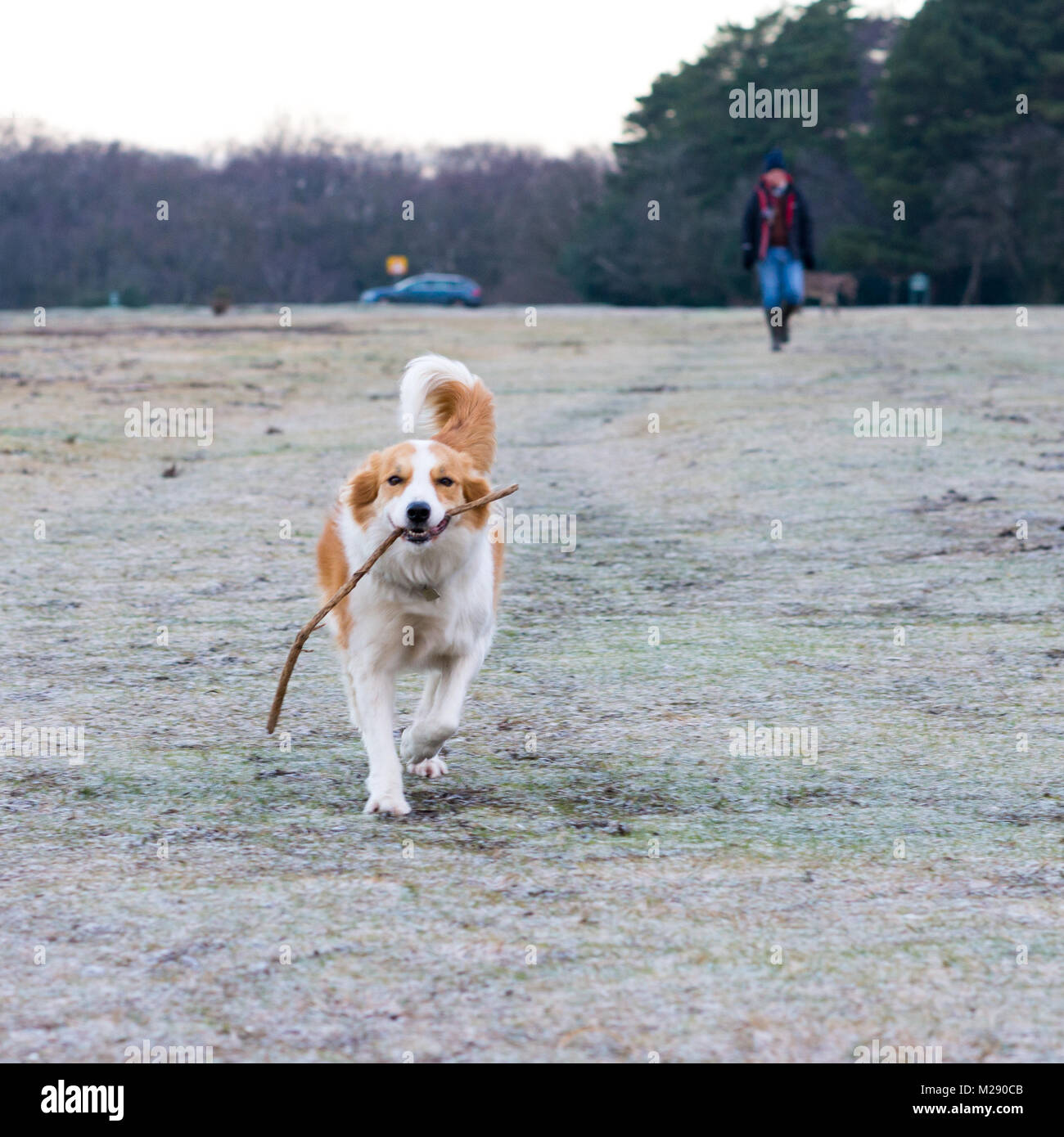 Dog running with stick, New Forest, Hampshire, 6th February 2018. Man ...