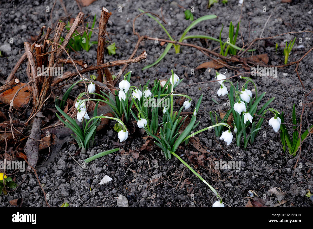 Flowersprings hi-res stock photography and images - Alamy
