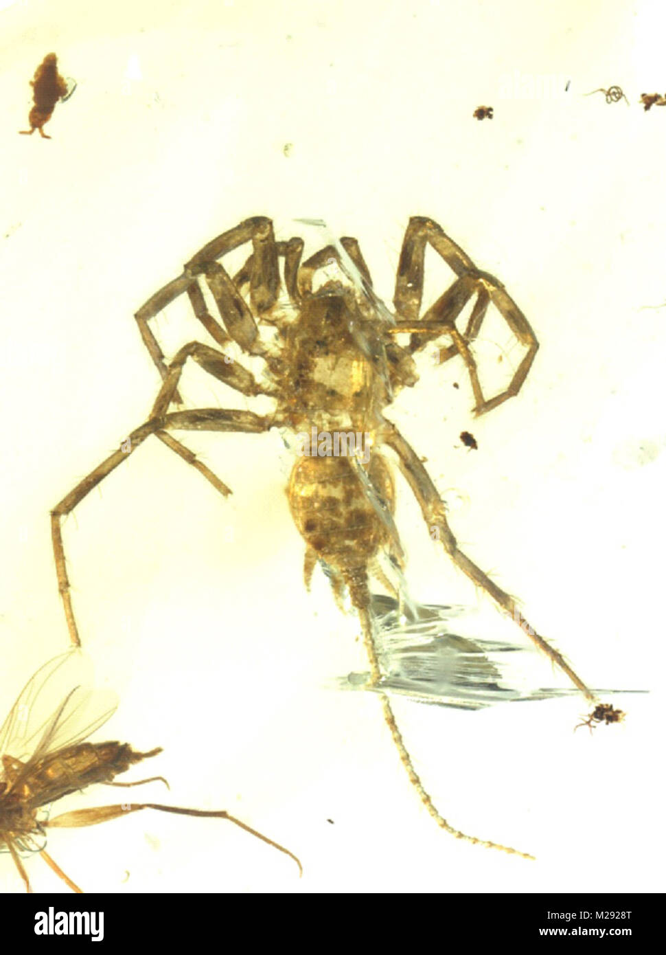 100 million years old hi-res stock photography and images - Alamy
