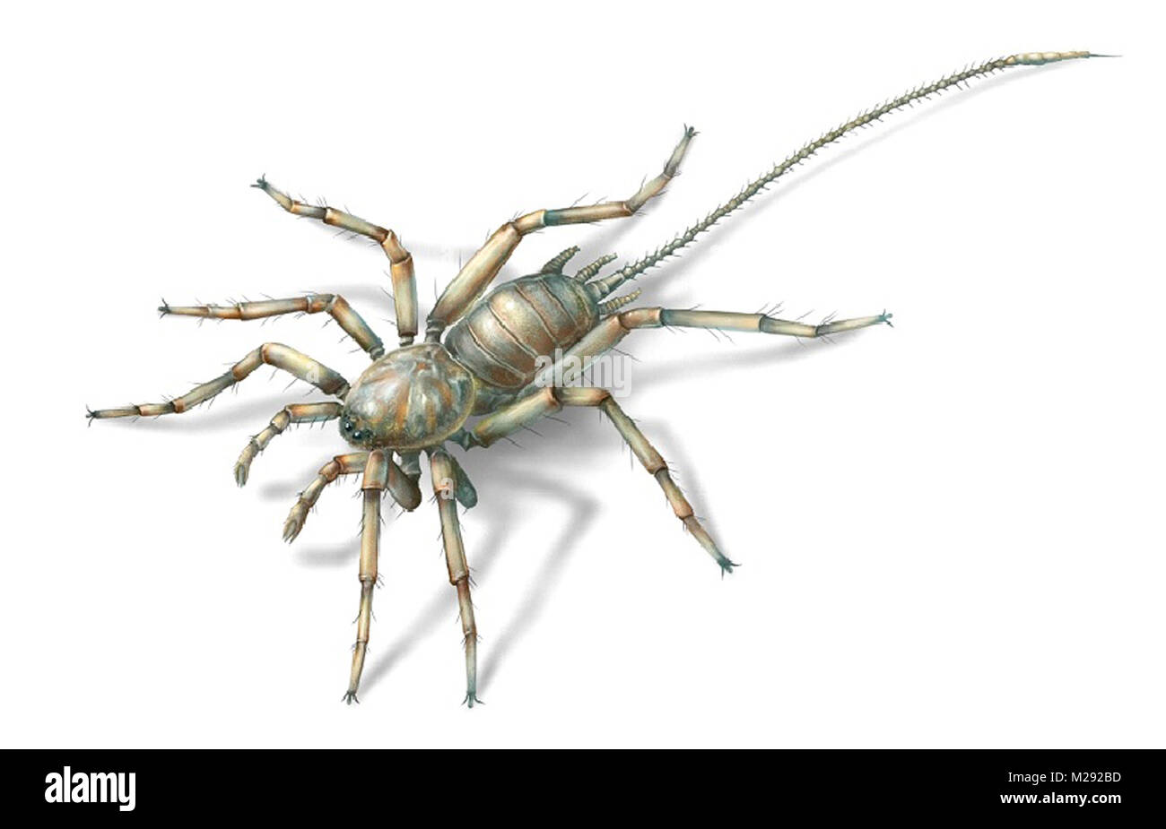 100 million years old hi-res stock photography and images - Alamy