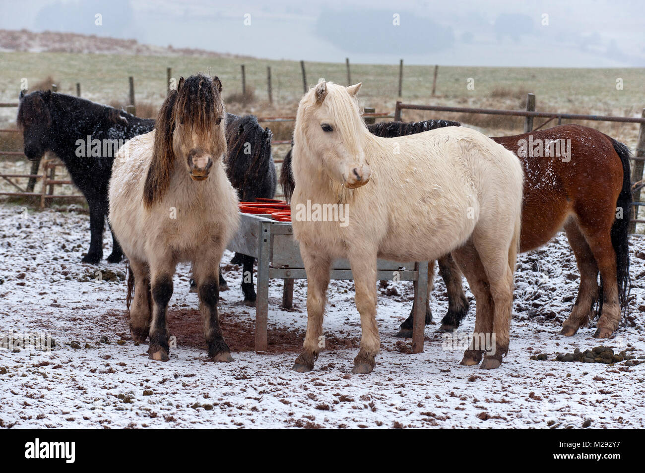 Builth Wells, Powys, UK. 6th February 2018. Welsh Mountain Ponies are ...