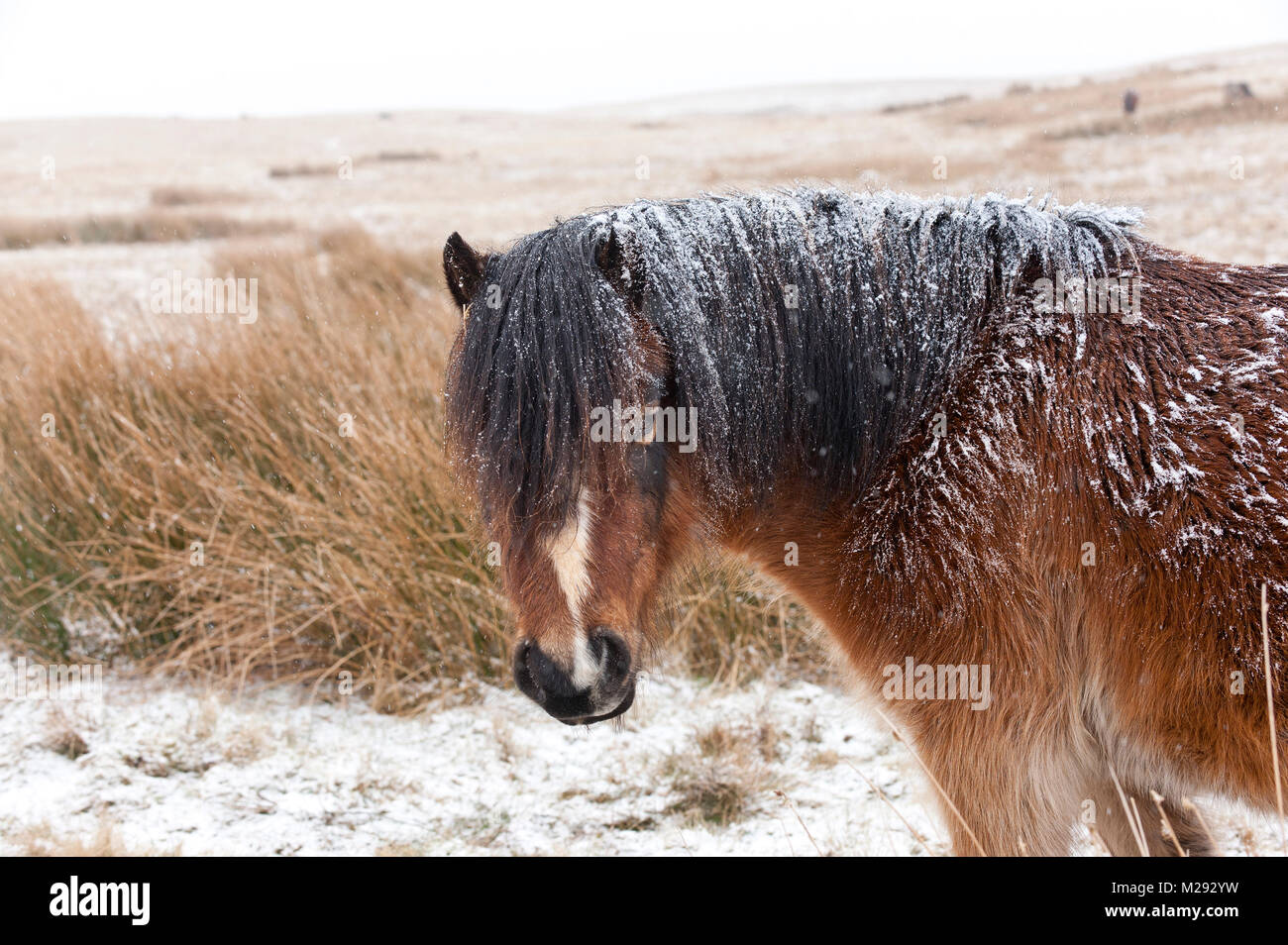 Builth Wells, Powys, UK. 6th February 2018. Welsh Mountain Ponies are ...