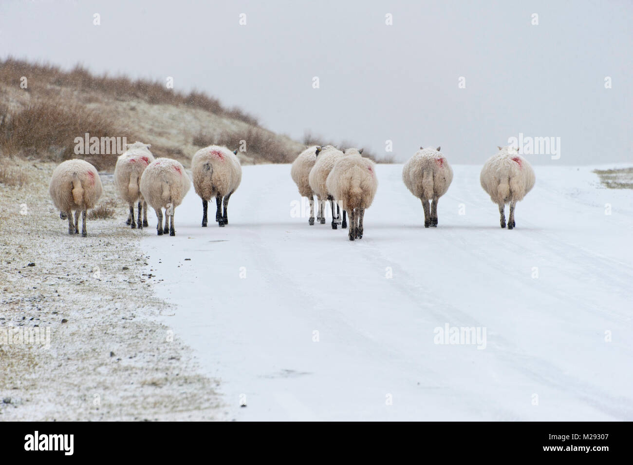 Builth Wells, Powys, UK. 6th February 2018. Sheep wander in the middle ...