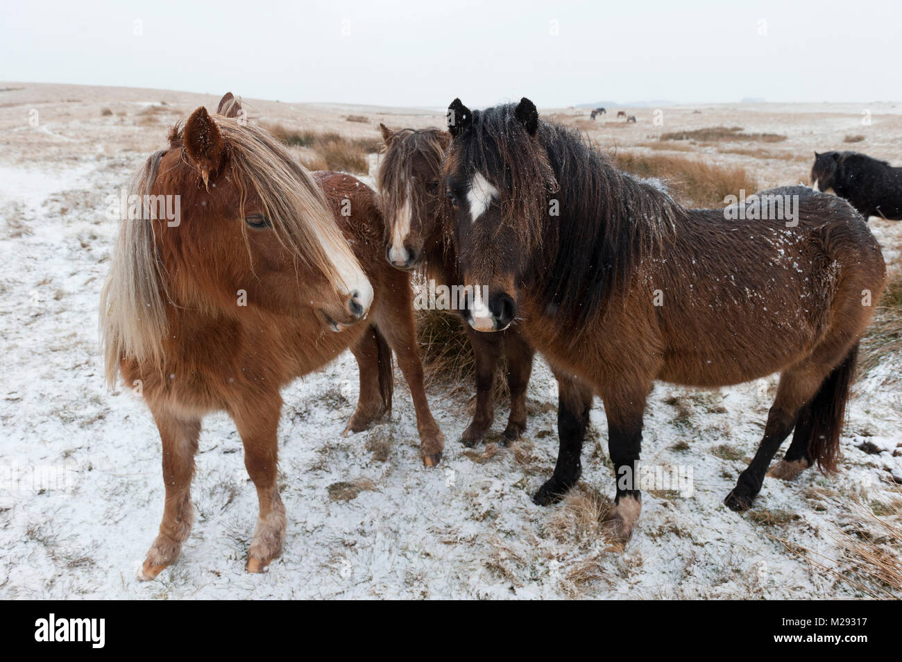Builth Wells, Powys, UK. 6th February 2018. Welsh Mountain Ponies are ...