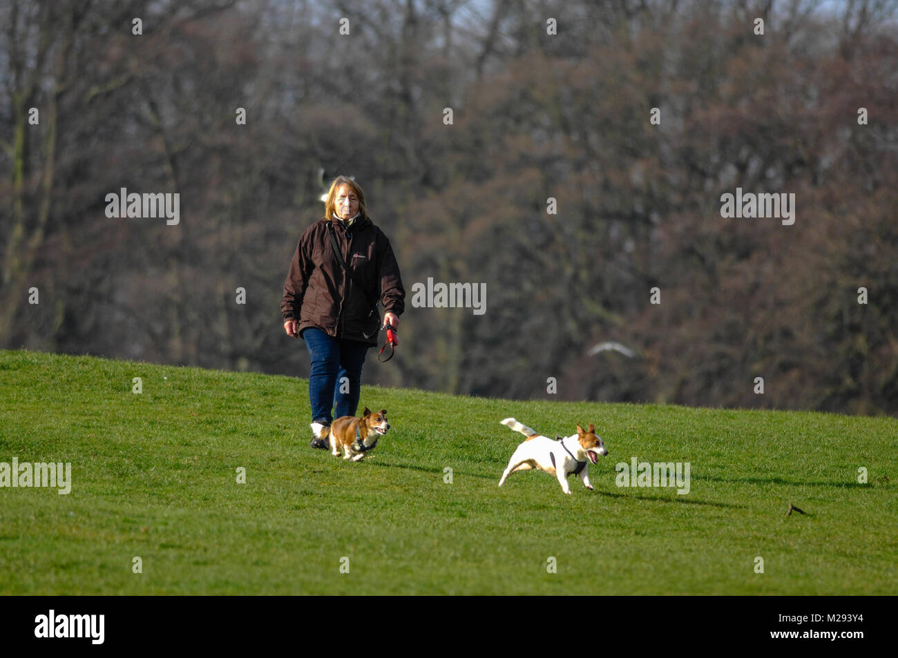 Dog walkers in Abington Park Northampton England UK Stock Photo - Alamy