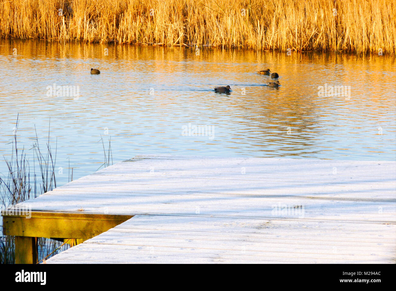 Radipole rspb reserve hi-res stock photography and images - Alamy