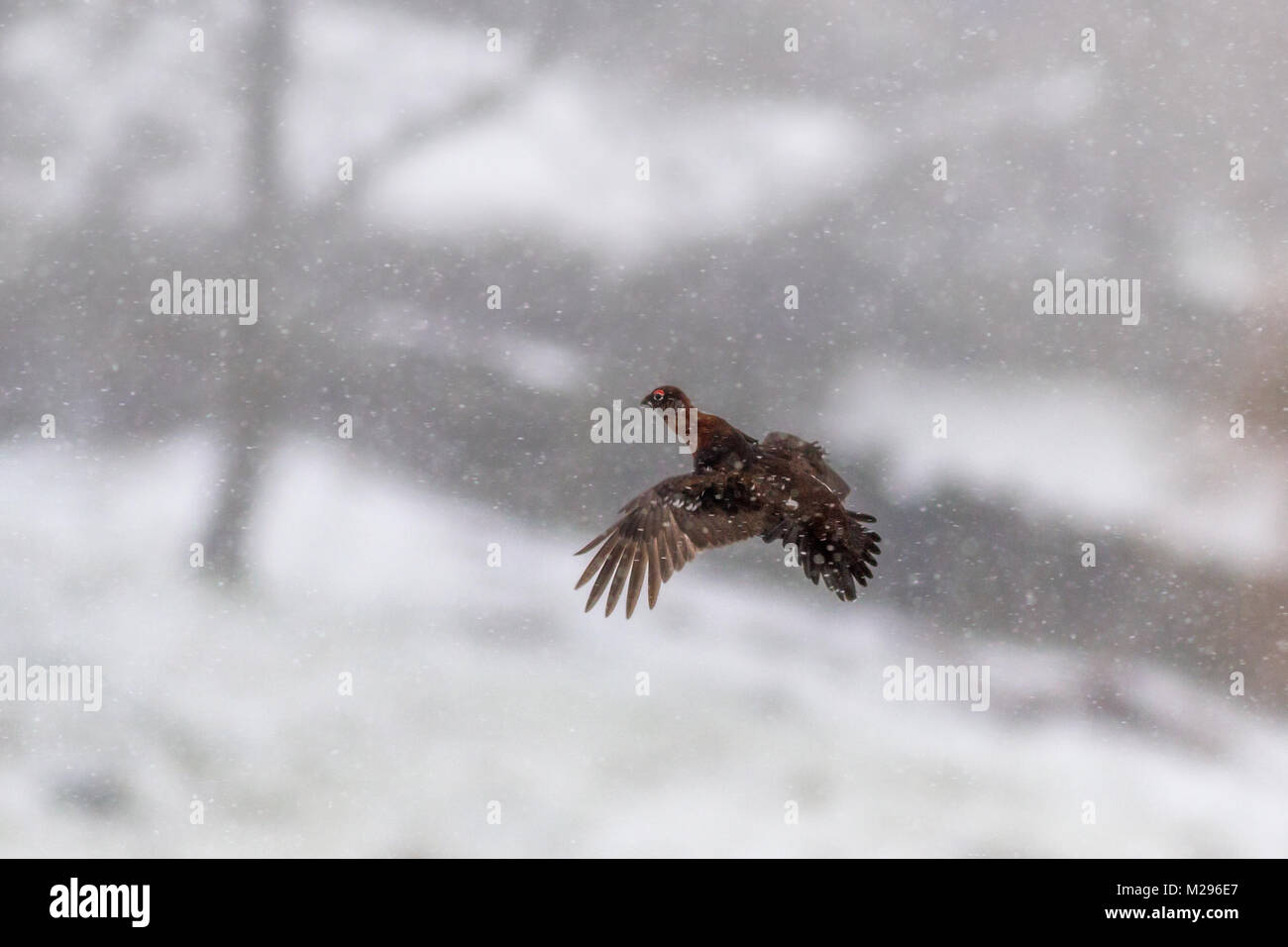 Flying grouse uk hi-res stock photography and images - Alamy