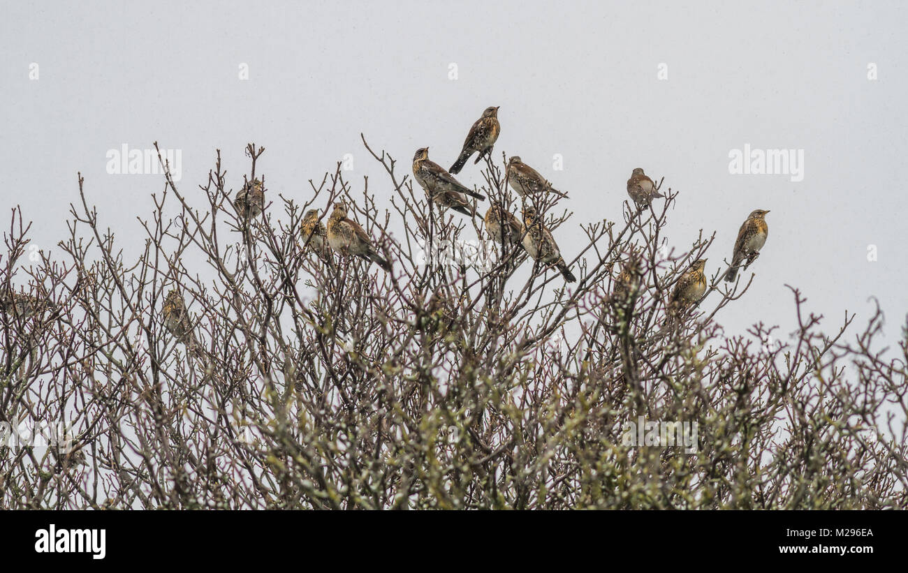 Fieldfares uk turdus pilaris uk hi-res stock photography and images - Alamy