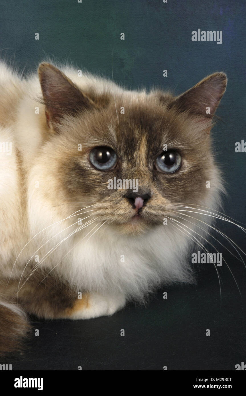 Tortoiseshell point hi-res stock photography and images - Alamy