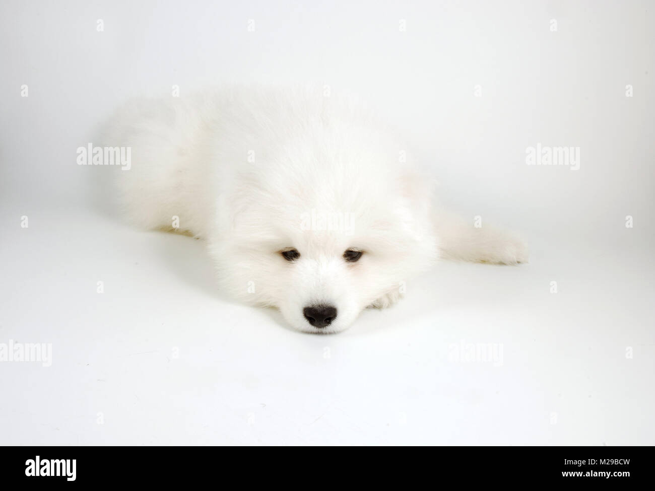 fatigued 9 week old Samoyed puppy on white background Stock Photo - Alamy