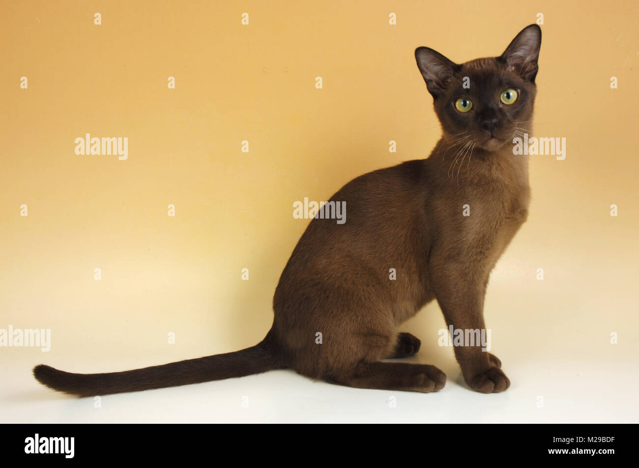 chocolate burmese cat sitting on beige background Stock Photo - Alamy