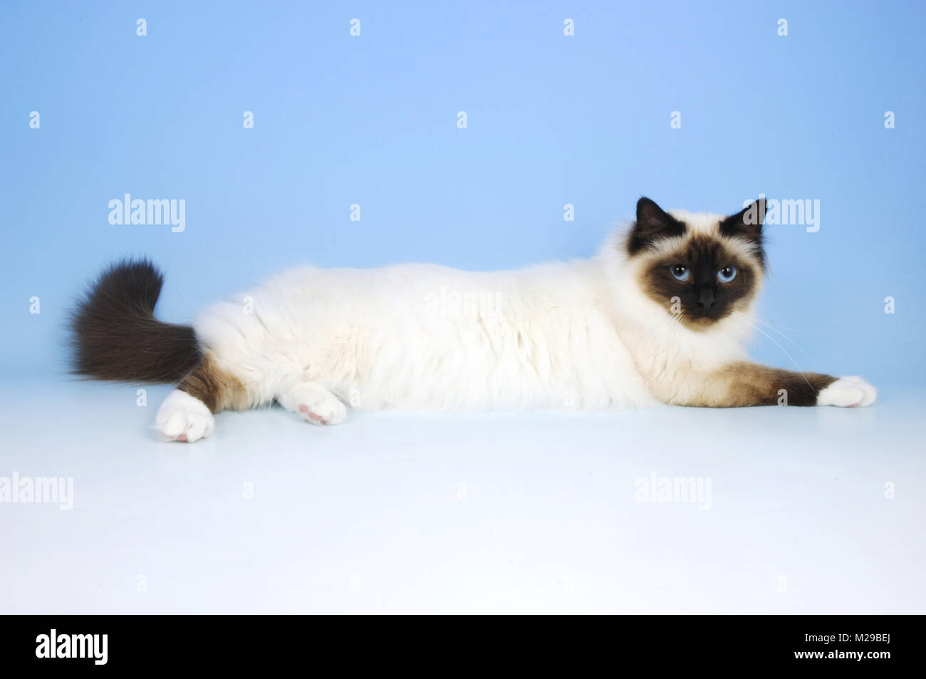 seal point birman cat lying down Stock Photo - Alamy