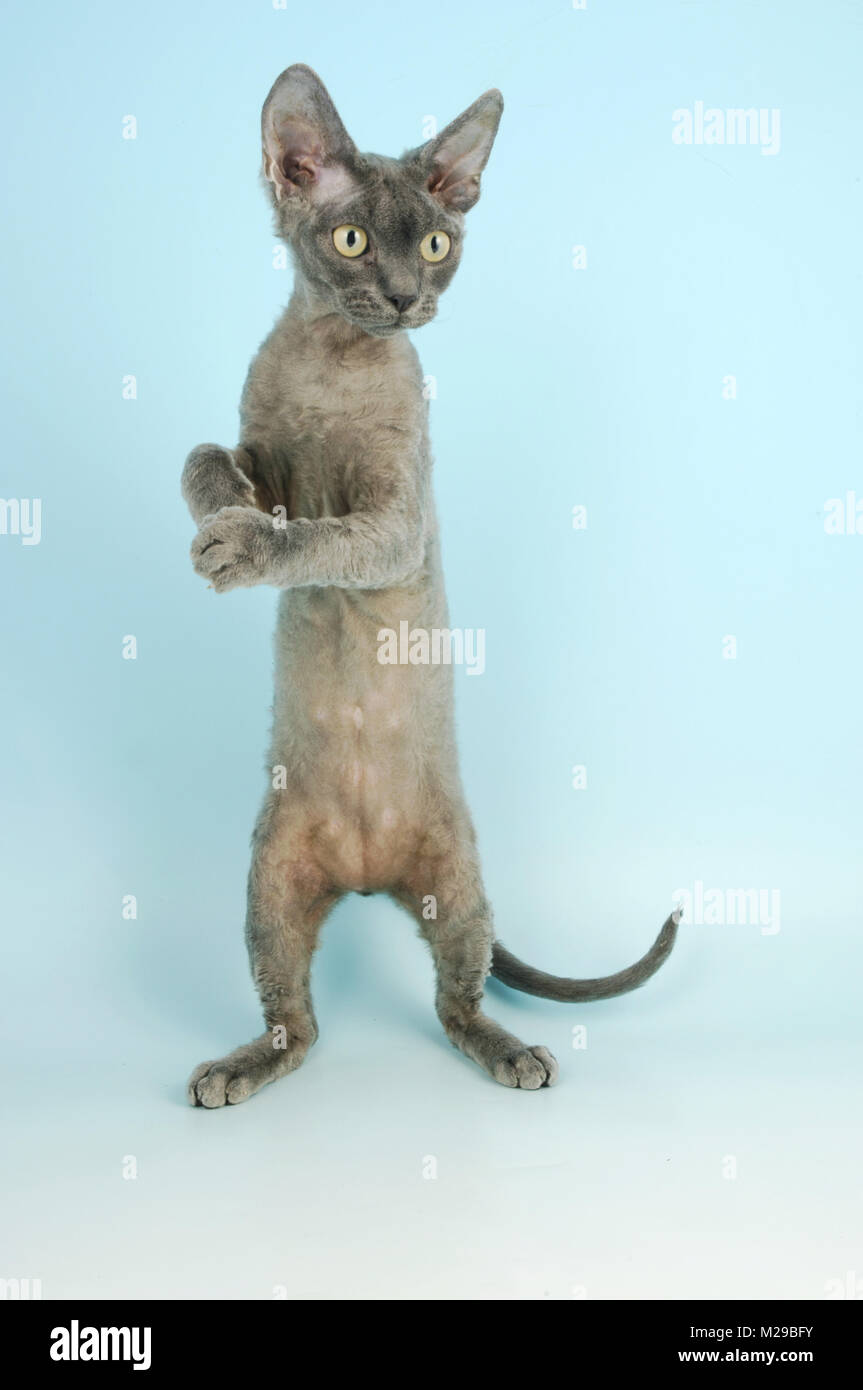 blue devon rex standing on hind legs Stock Photo - Alamy