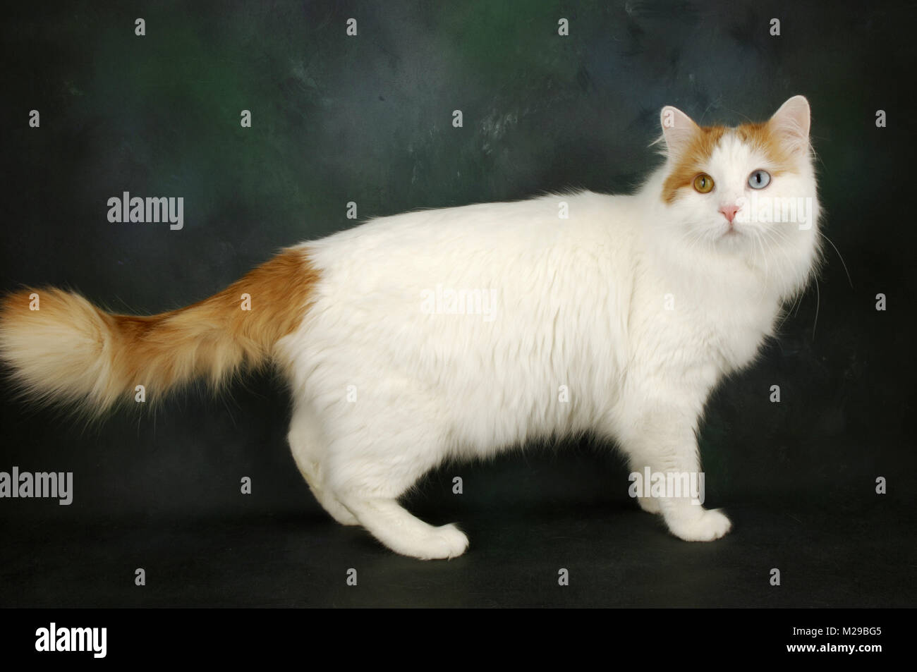 turkish van cat, side view Stock Photo - Alamy