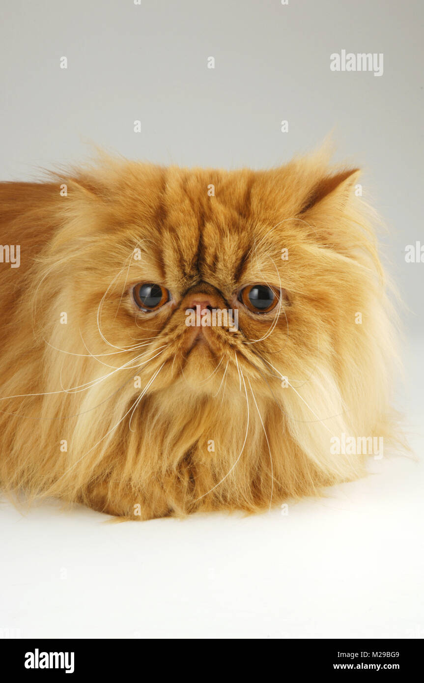 red Persian portrait on grey background Stock Photo - Alamy