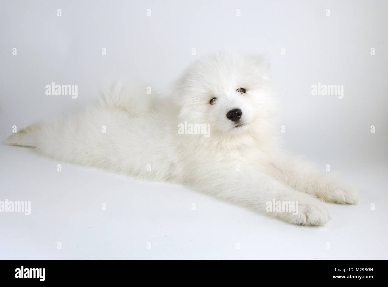 9 week old Samoyed puppy resting on white background Stock Photo - Alamy