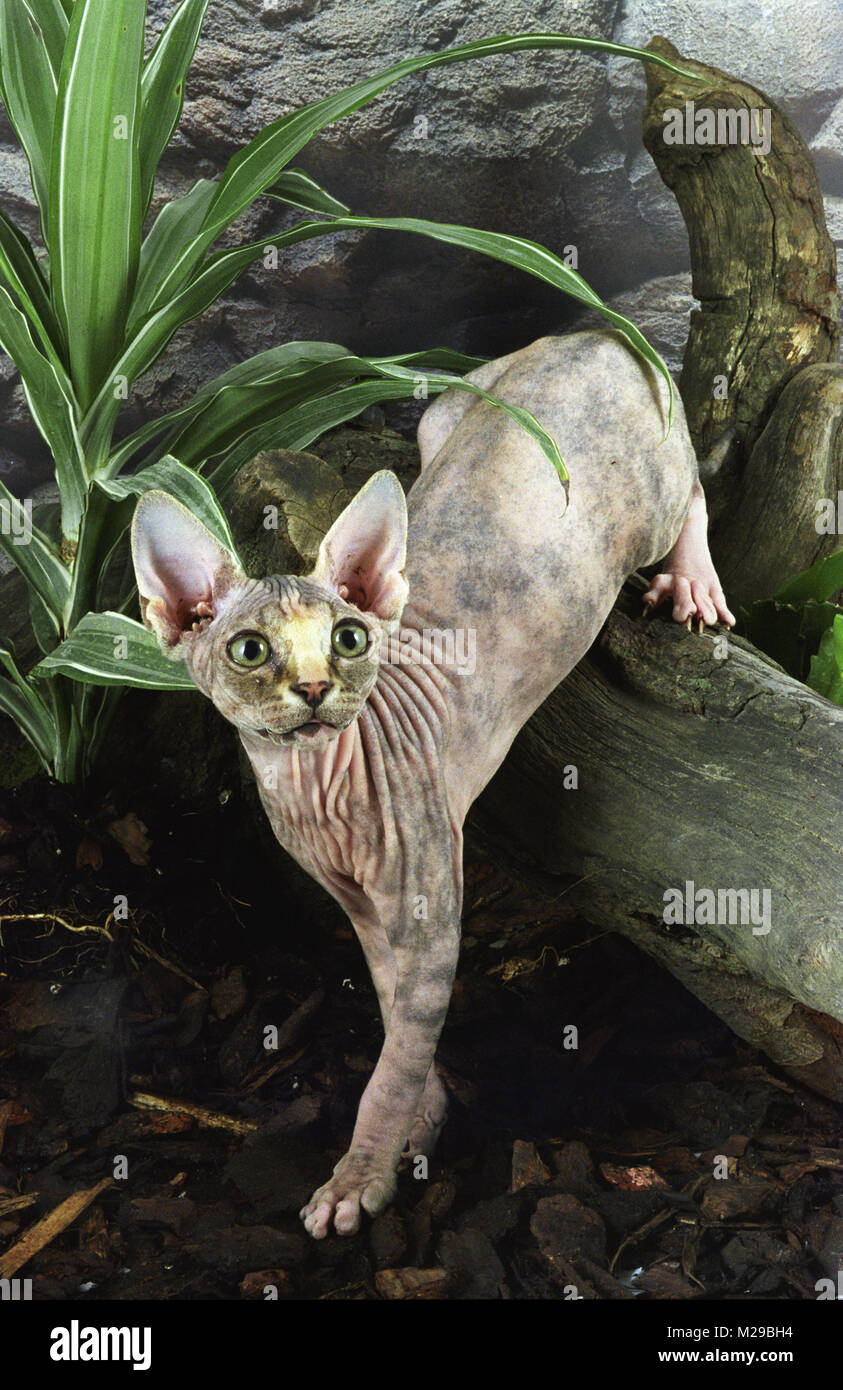 Sphynx cat walking over a log Stock Photo - Alamy