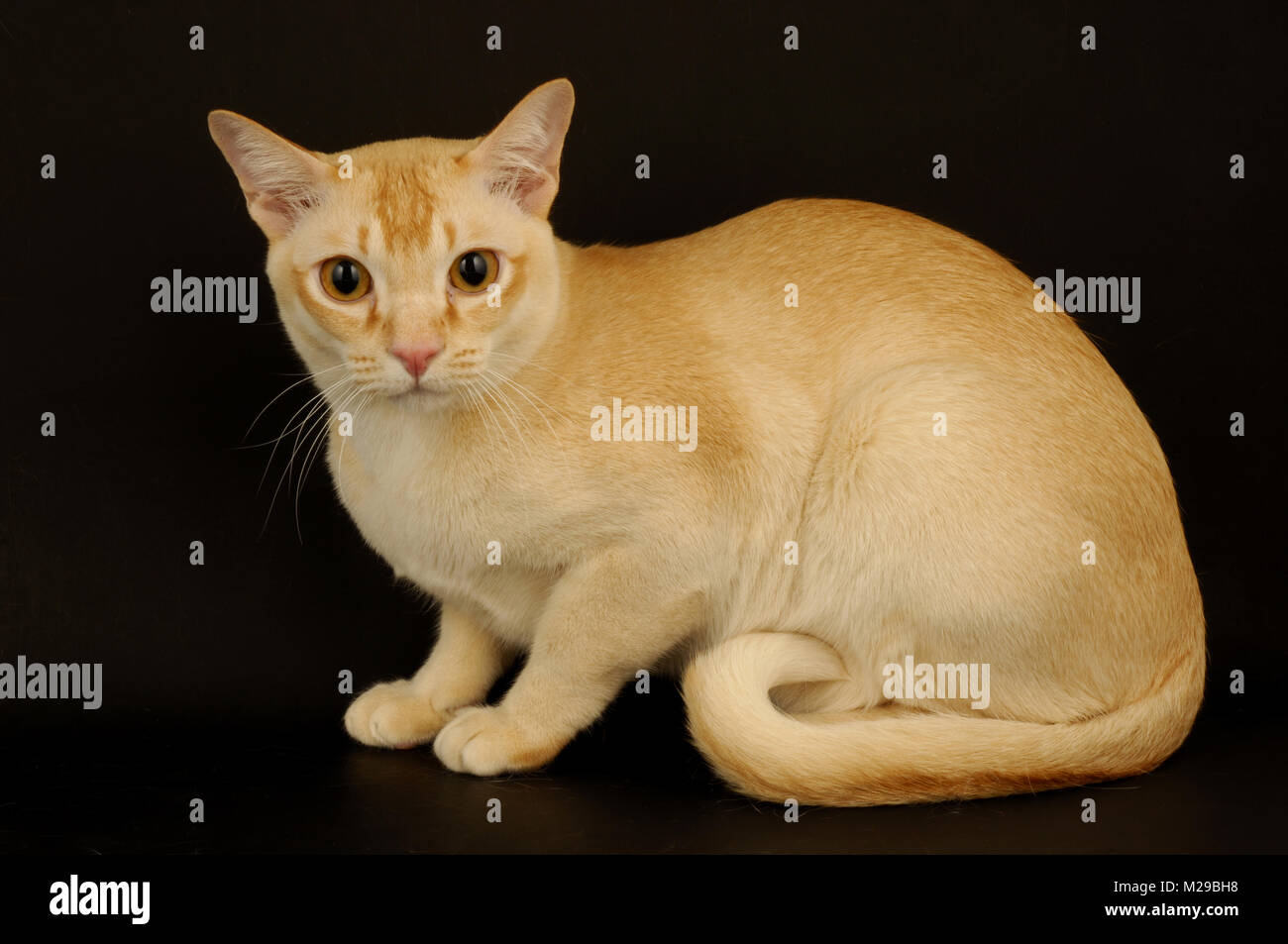 Burmese Red Cat High Resolution Stock Photography and Images - Alamy