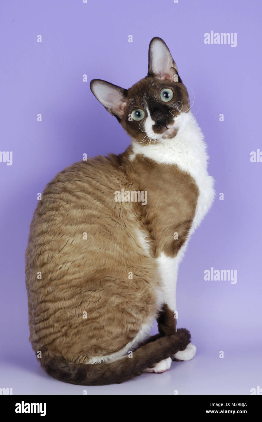 chocolate and white coloured cornish rex cat Stock Photo - Alamy
