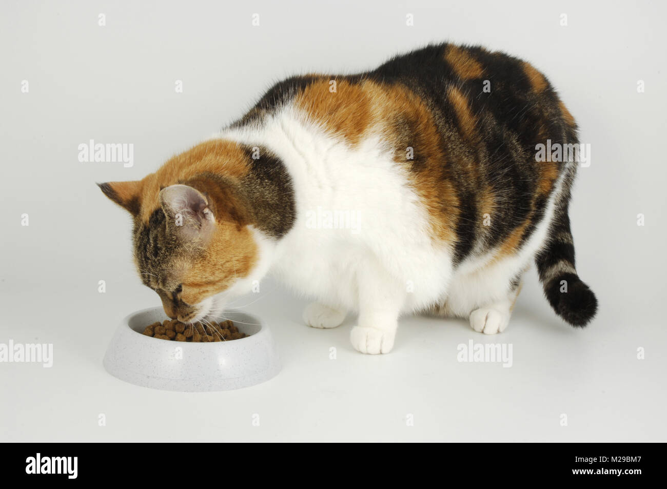 non pedigree tortie and white cat smelling food Stock Photo - Alamy