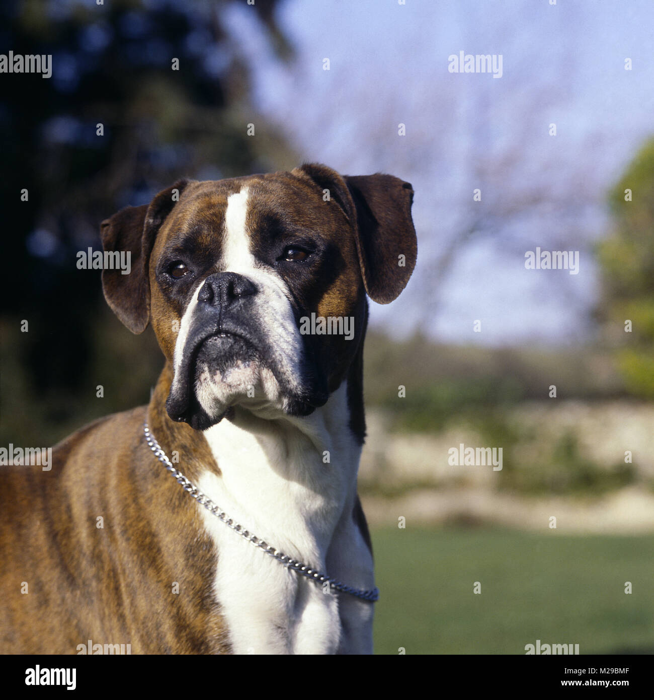 skelder, boxer head portrait Stock Photo - Alamy