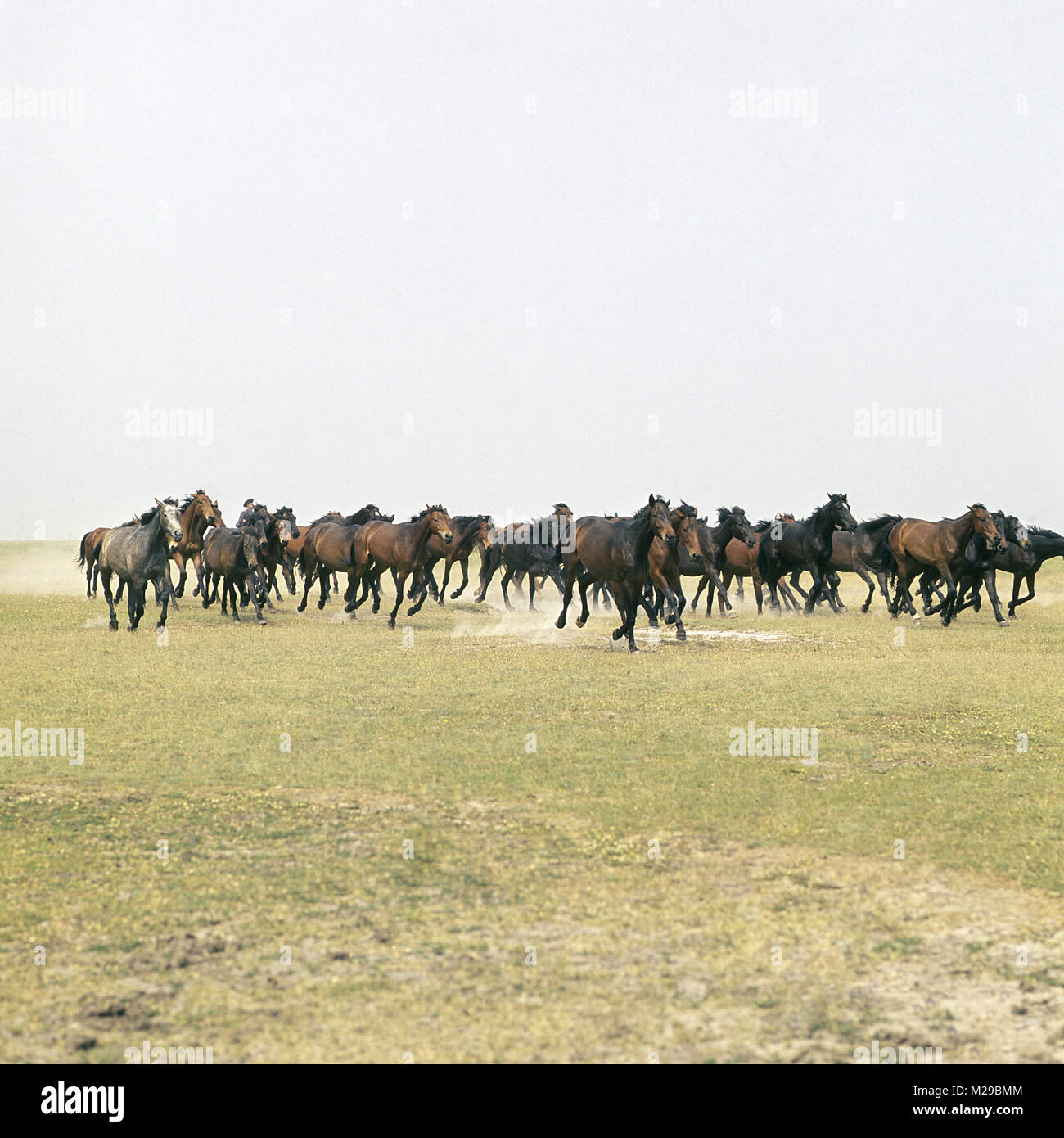herd of Hungarian Horses galloping on Great Hungarian Plain Stock Photo ...