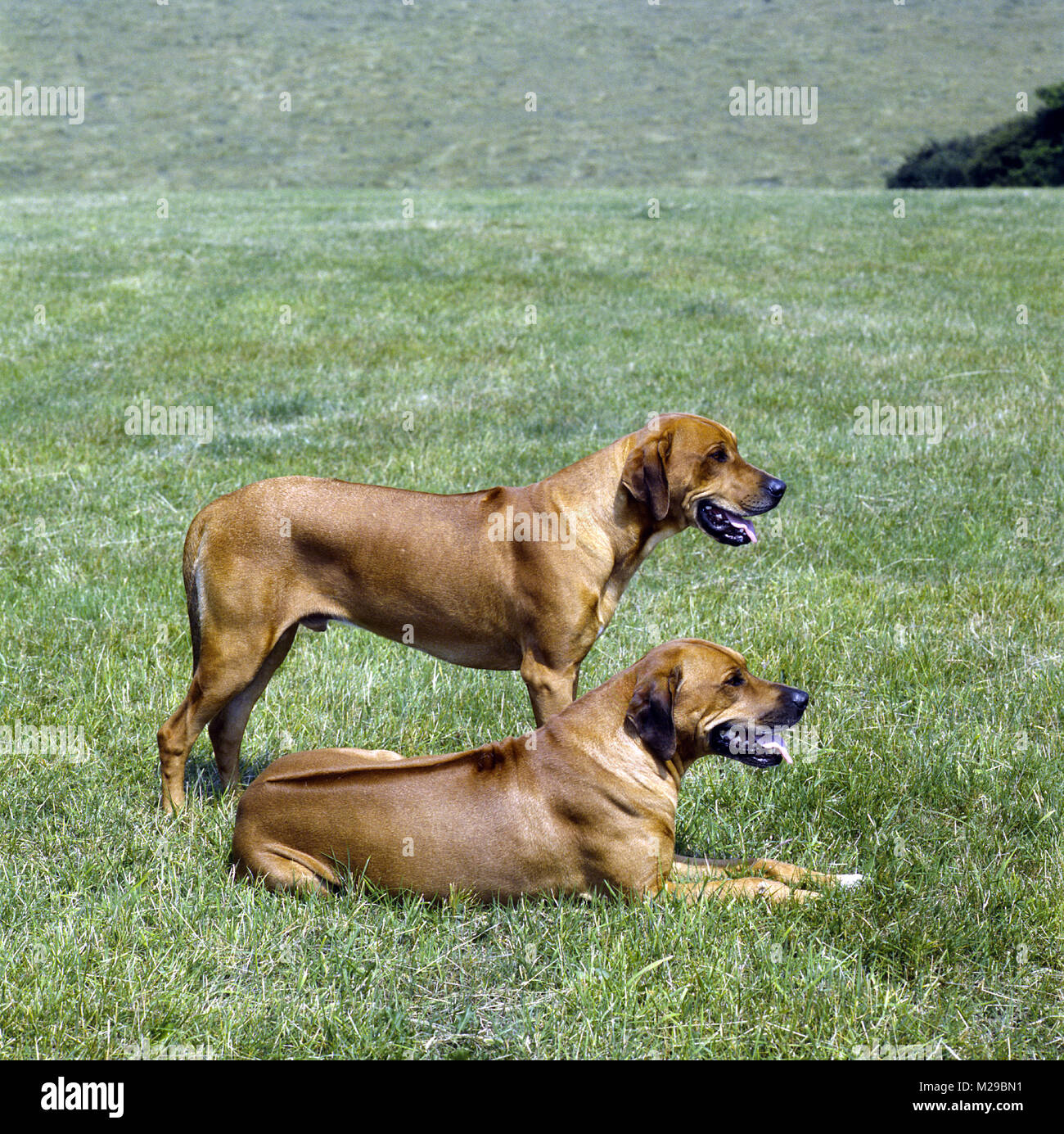 two rhodesian ridgebacks Stock Photo - Alamy