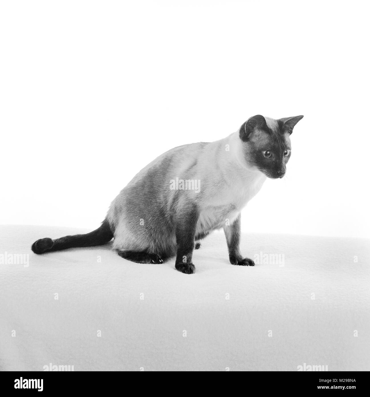 Full option seal hi-res stock photography and images - Alamy