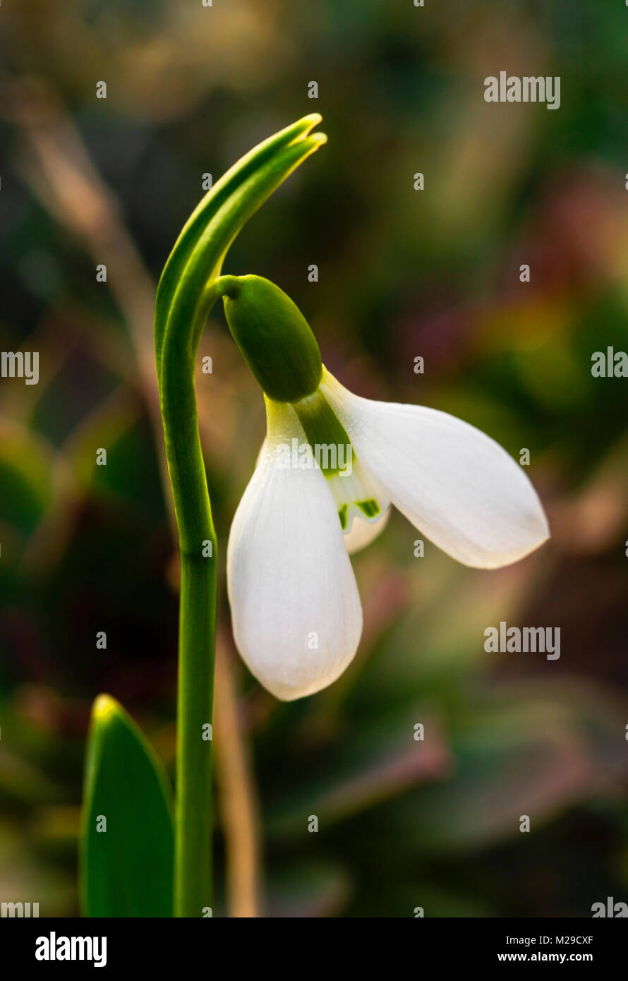 Beautiful snowdrop flowers closeup Stock Photo - Alamy