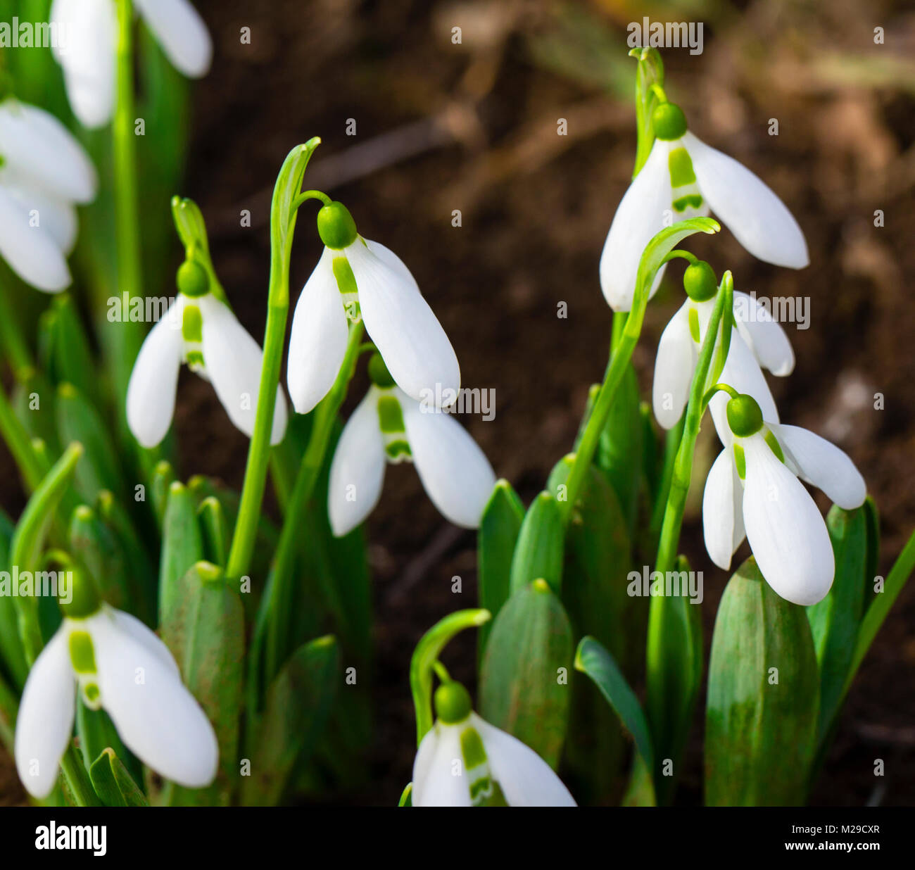 Beautiful snowdrop flowers closeup Stock Photo - Alamy