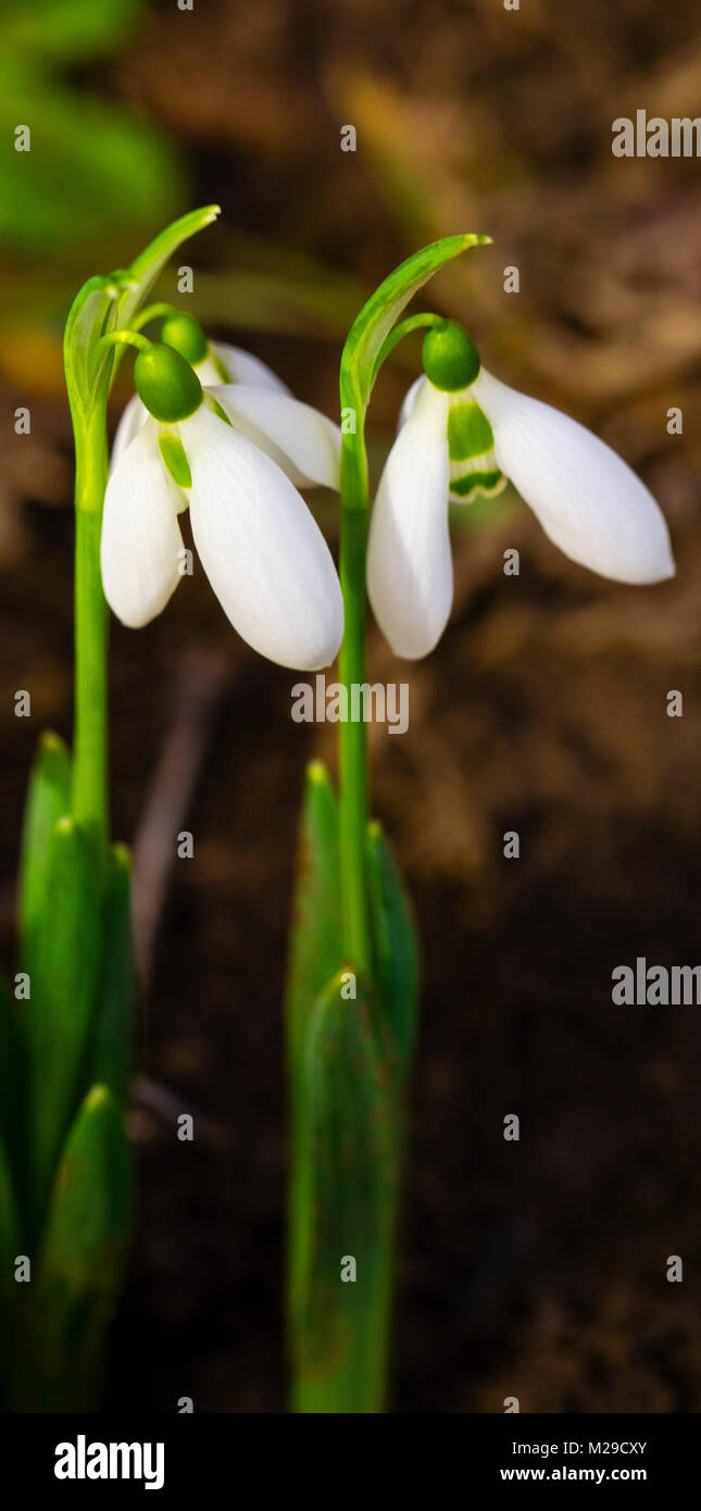 Beautiful snowdrop flowers closeup Stock Photo - Alamy