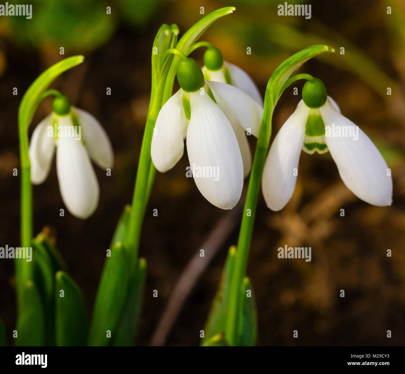 Beautiful snowdrop flowers closeup Stock Photo - Alamy