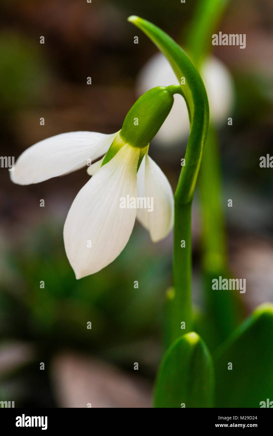 Beautiful snowdrop flowers closeup Stock Photo - Alamy