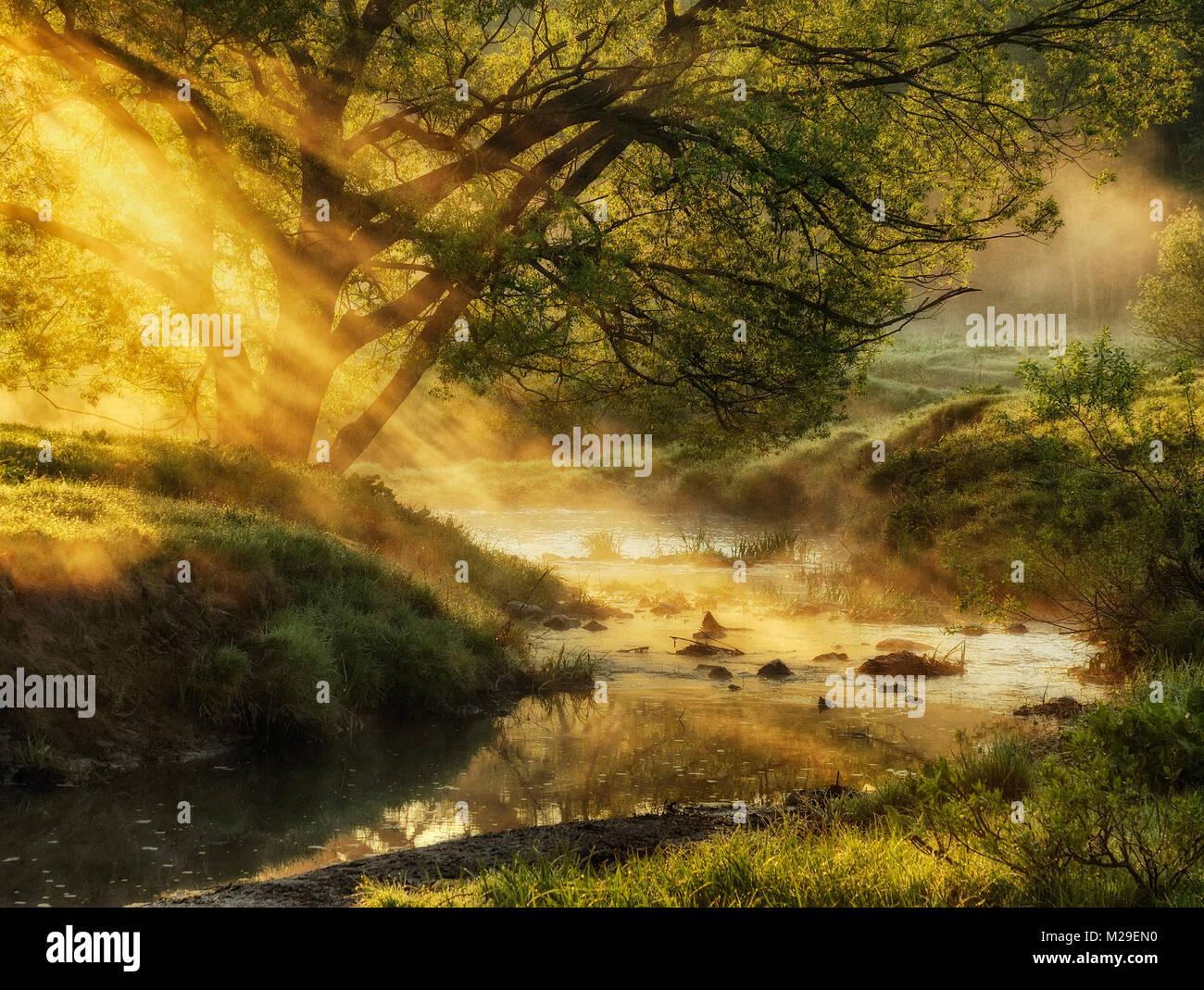 spring morning. a picturesque foggy dawn by the river. Sun rays Stock ...