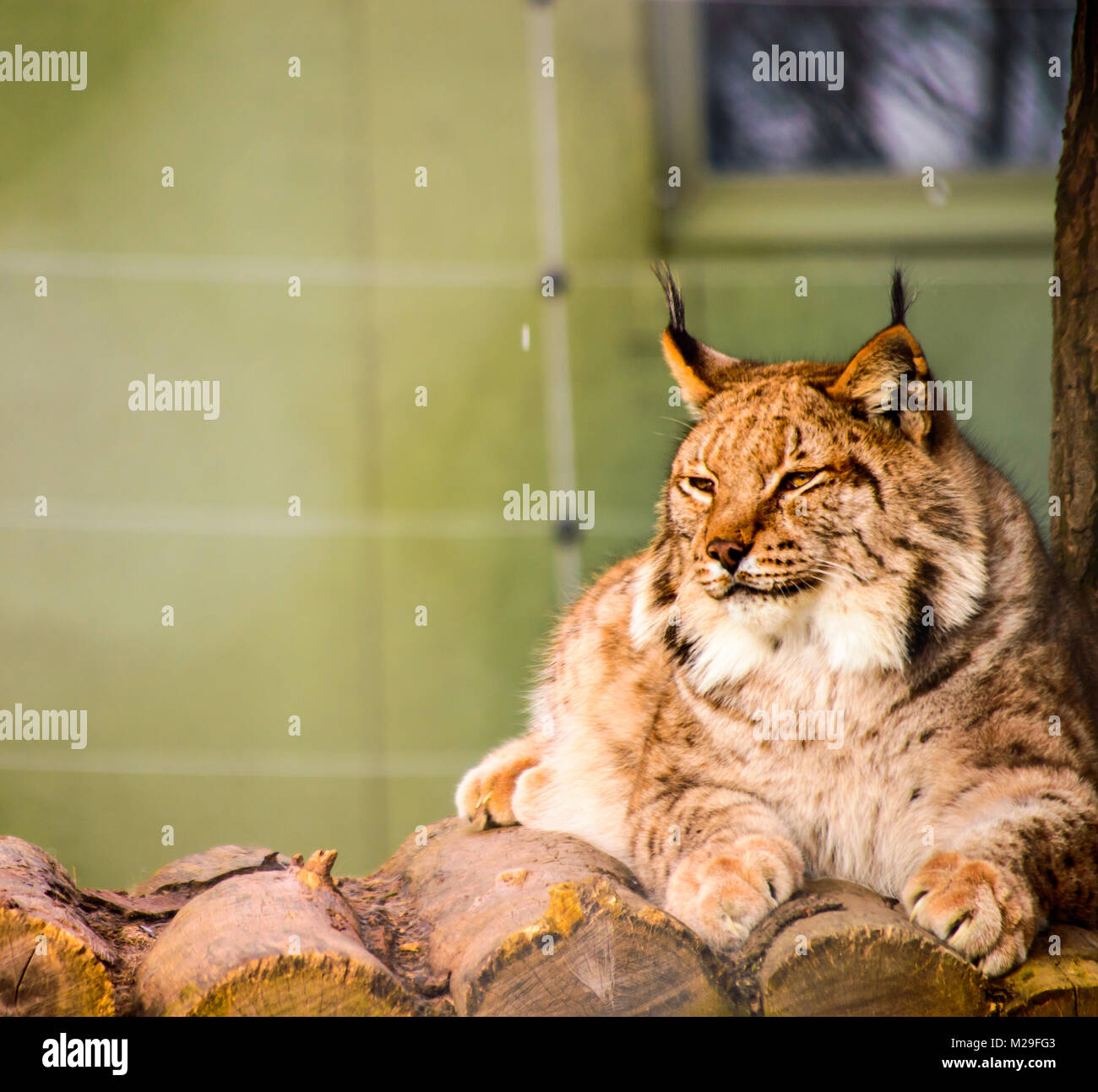 Lynx sitting on a wooden texture isolated by a green background ...